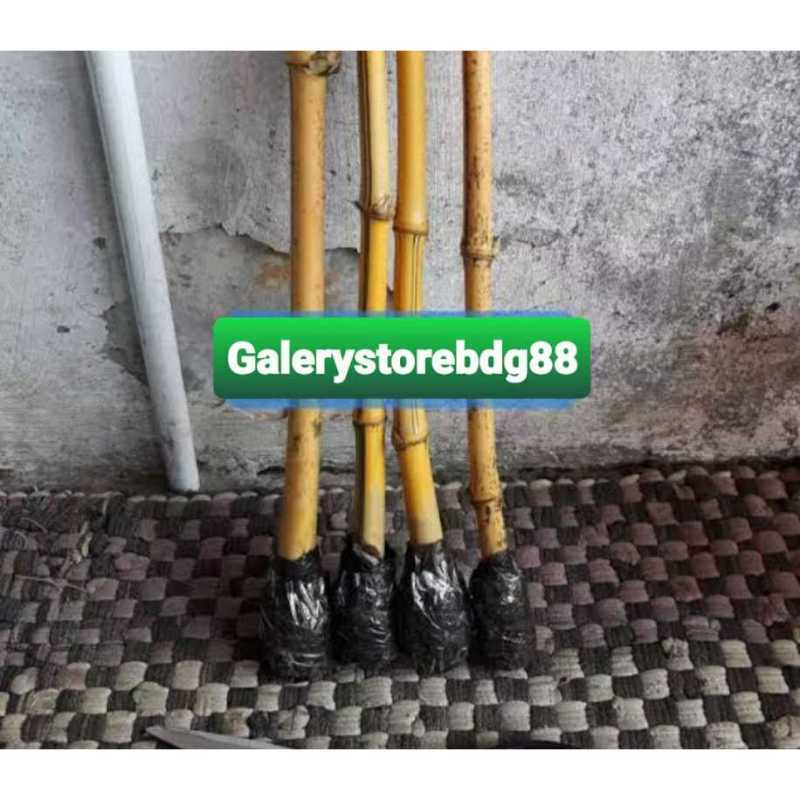 Jual Bambu Kuning Mini Original Murah - Harga Diskon Juni 2024 | Blibli.com