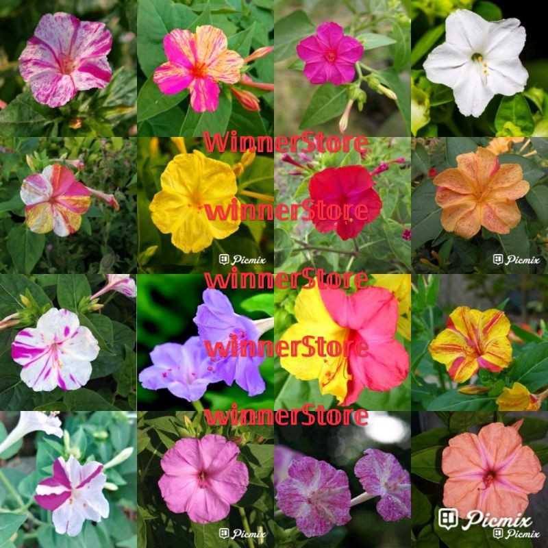 Jual 10 biji zi mo li trumpet terompet parengki ledonosok bunga kembang ...