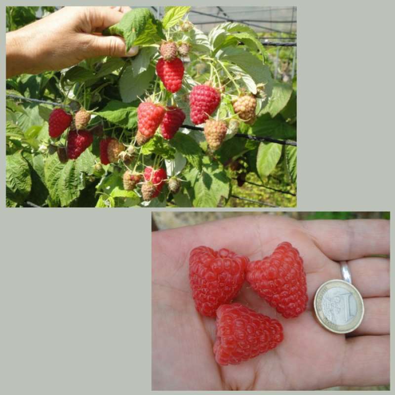 Jual Tanaman Giant Raspberry Di Seller Tokobibitid - Sidomulyo, Kota ...