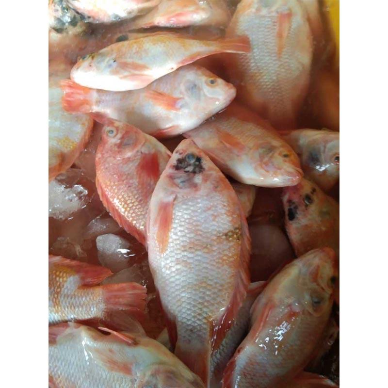 Jual Ikan Nila Merah 1 Kilo Terdekat 🏷️ Harga Grosir Murah Terupdate ...