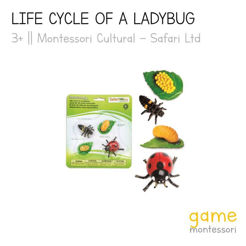 Jual Life Cycle of A Ladybug (Figurines) di Seller GAME Montessori ...
