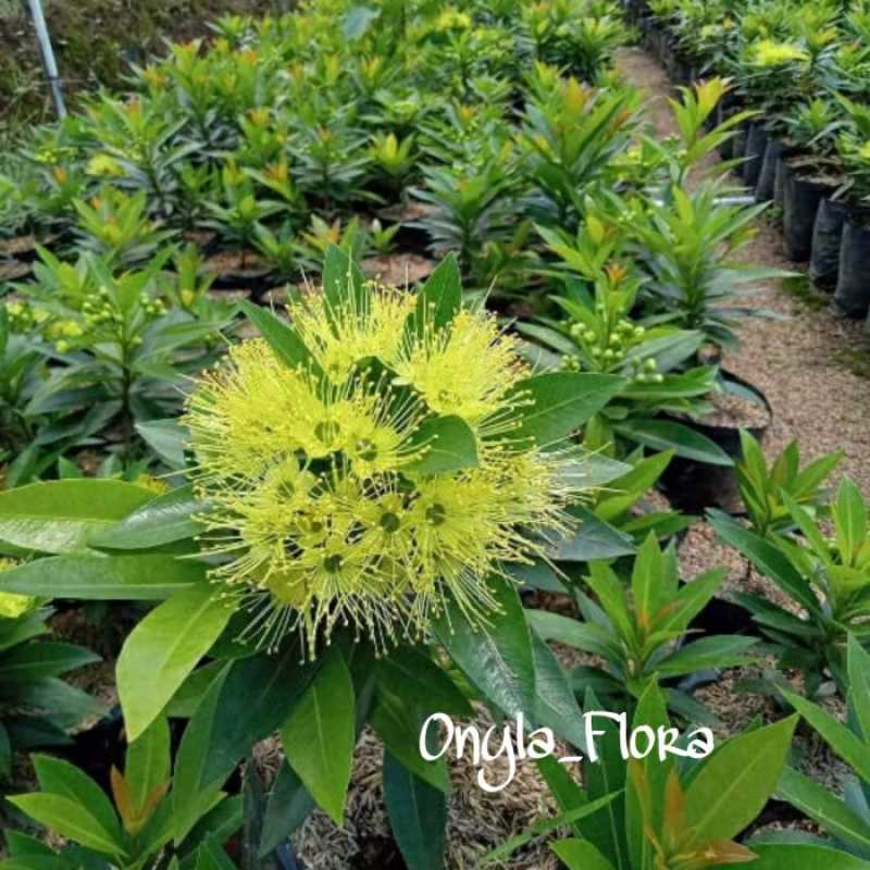 Promo Tanaman hias bunga santos Lemon xantos lemon bibit tanaman hias ...