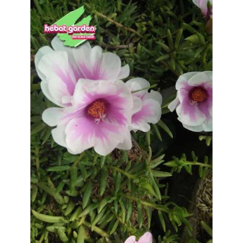 Jual sutra bombay bunga batik ungu besar-Portulaca grandiflora Samba ...