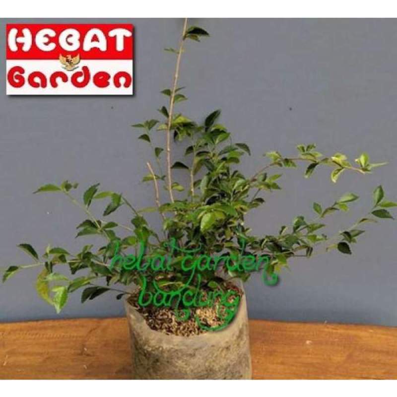 Jual Teh-tehan-acalypha Siamensis--tanaman Hias Di Seller Hebat Garden ...