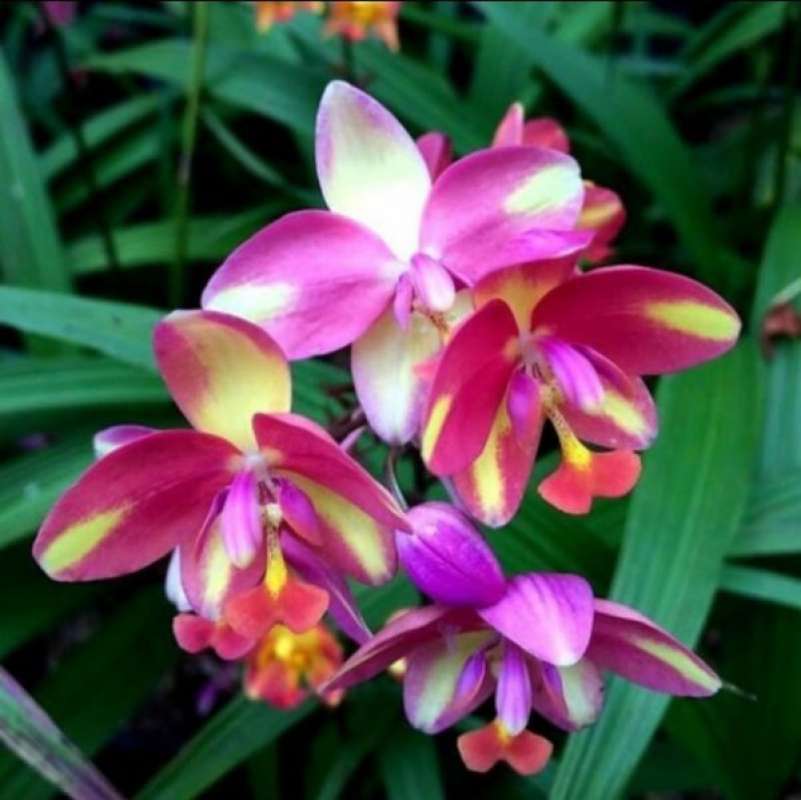 Jual tanaman hias anggrek tanah-bunga anggrek tanah-tanaman hidup di ...