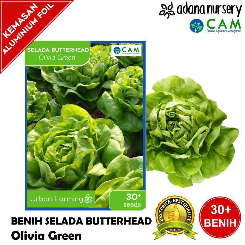 Promo Benih / Biji Selada Butterhead - Olivia Green - Repack 30+ Seeds ...