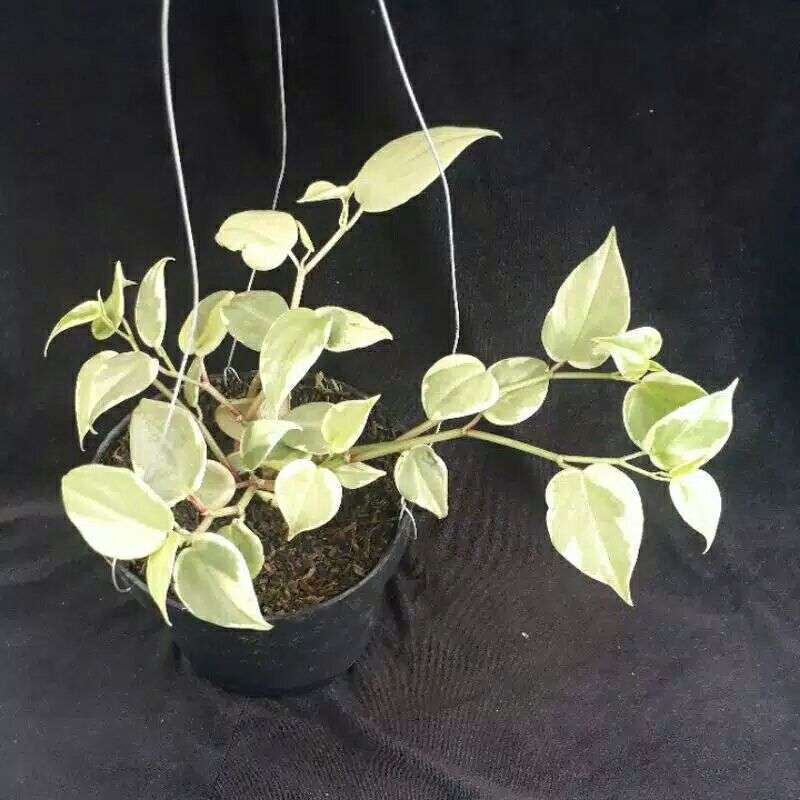 Jual Tanaman Hias Peperomia Scandens Varigata-Teplan Gantung Terang ...