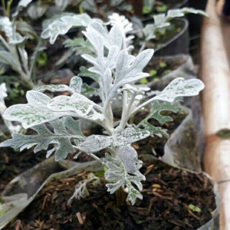 Jual Tanaman Hias Silver Dust-tanaman Putri Salju Di Seller ...