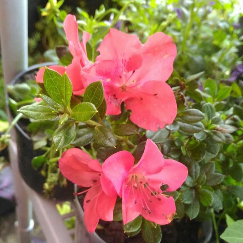 Jual Bubga Azalea Harga Termurah Dan Terlengkap 2024 | Blibli
