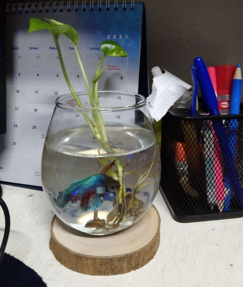 Jual Gelas Terrarium Medium Dan Tatakan Kayu Natural Vas Kaca Alas ...