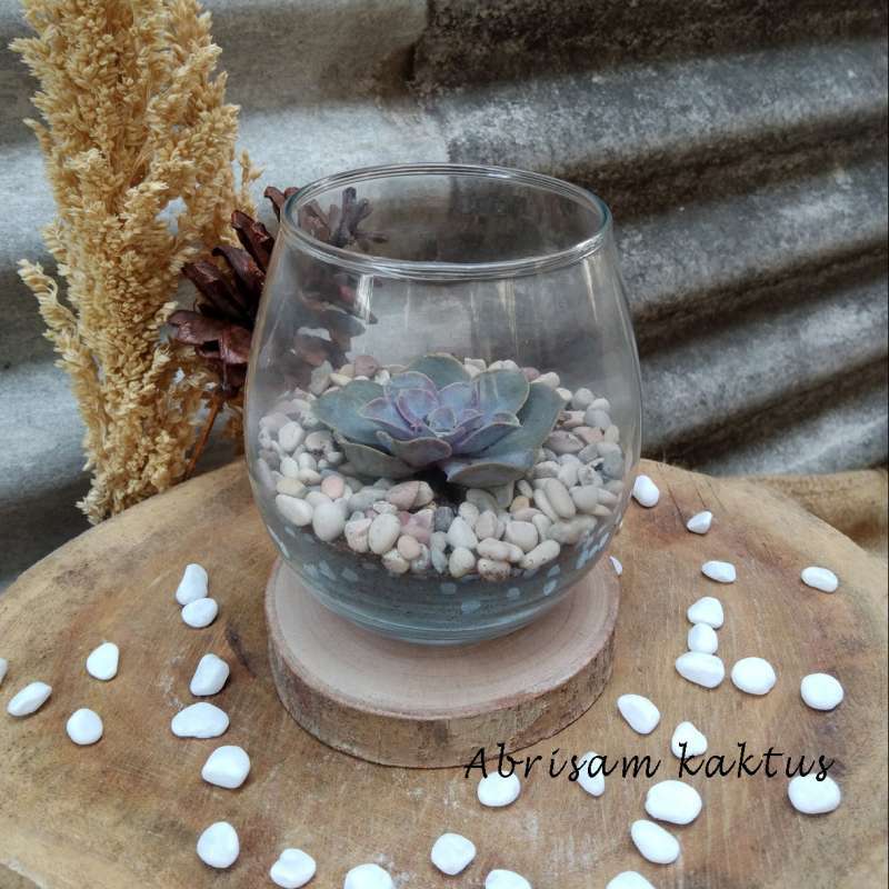Promo Paket Terrarium Gelas Medium Dalgona Glass Bubble Ball Vasquarium ...