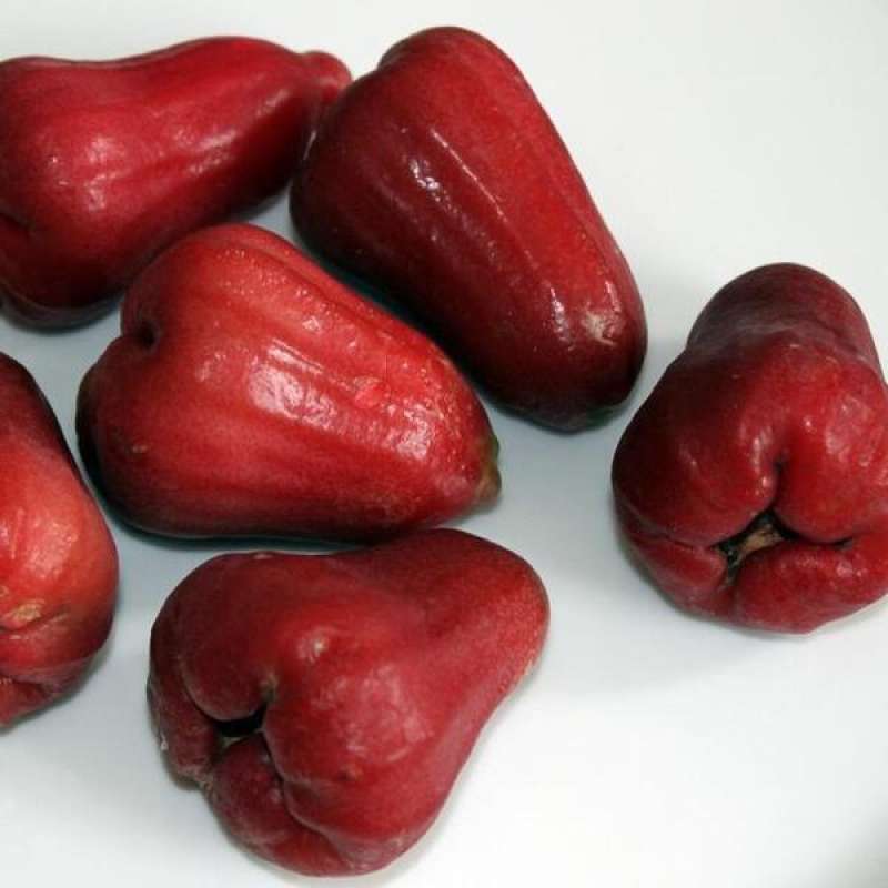 Jual Jambu Bol Murah - Harga Grosir Mei 2026