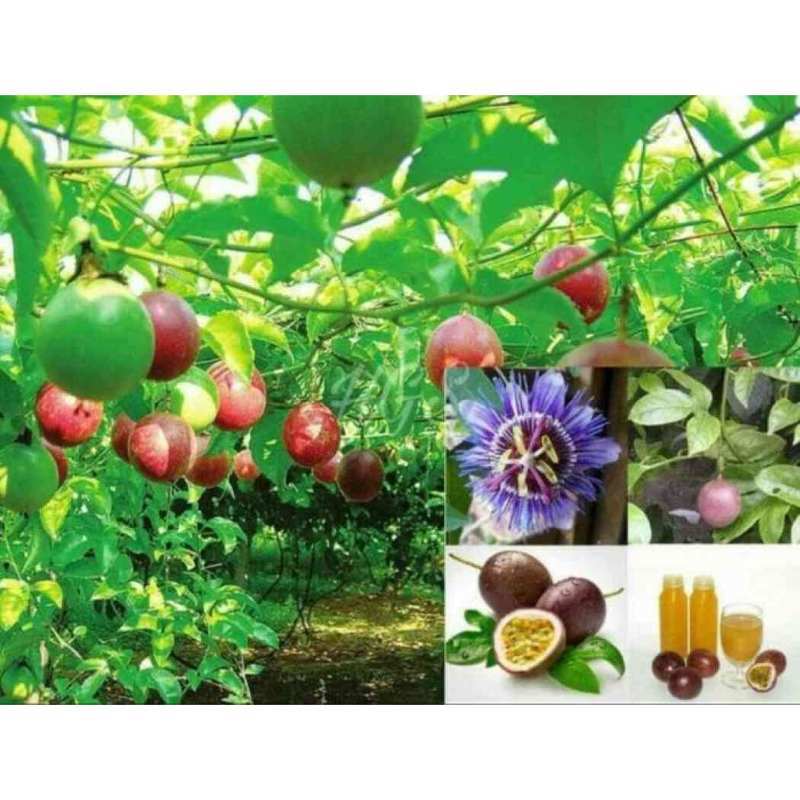 Jual Pr0M0 Diskon Bibit Tanaman Buah Markisa Merah Manis Berkwalitas ...