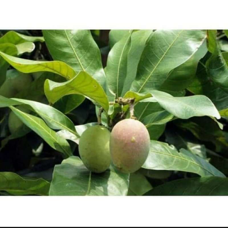Jual Bibit Tanaman Buah Mangga Kasturi-Bibit Mangga Mini Manis ...