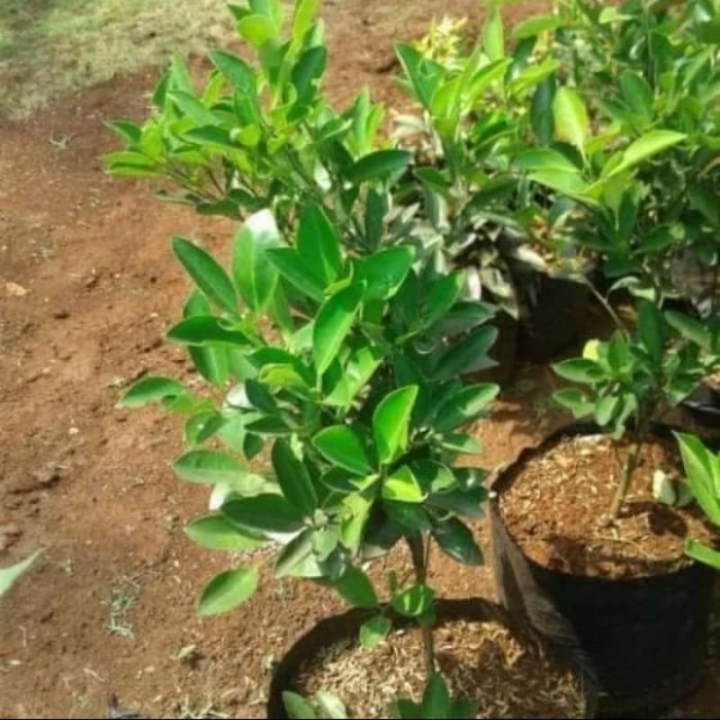 Jual Pohon Jeruk Limo - Bibit Tanaman Pohon Jeruk Limau di Seller agro ...