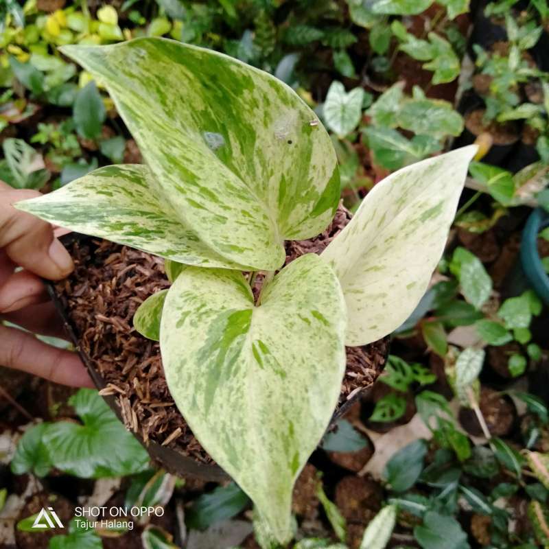 Jual Tanaman hias Sirih Gading Putih / tanaman bunga sirih gading ...