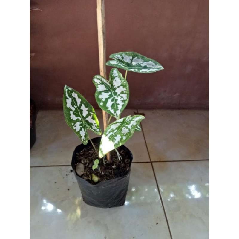 Jual tanaman hias caladium army thailand di Seller flora alam lanscape ...