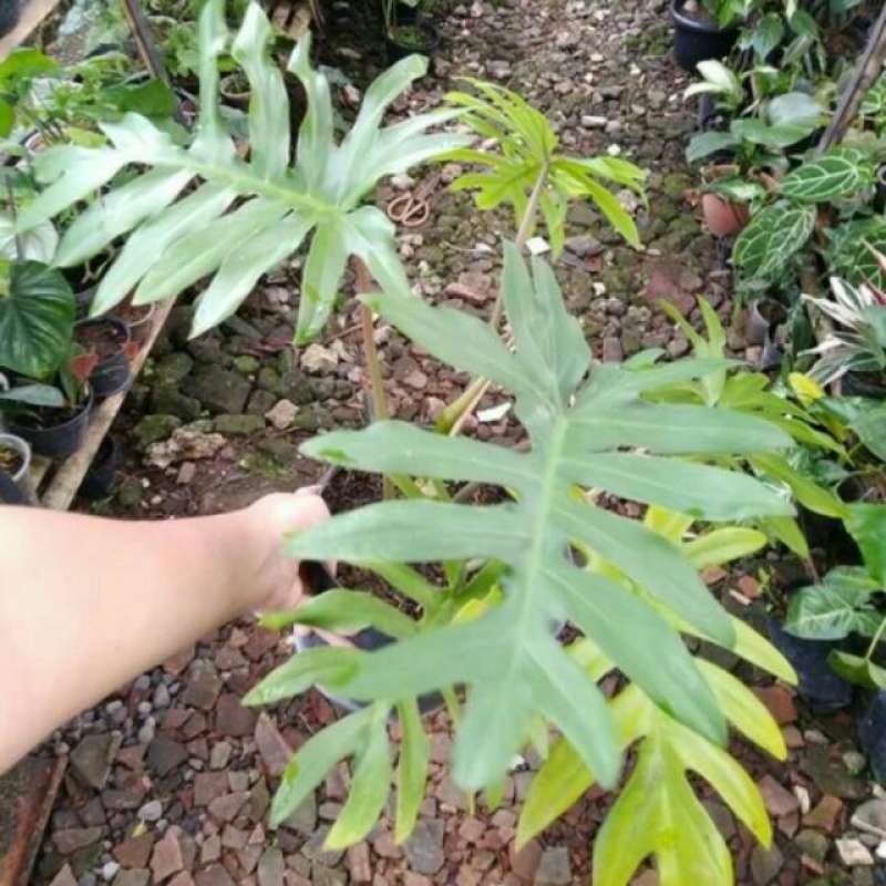 Jual Tanaman Monstera Mayoi Di Seller Flora Alam Lanscape - Flora Alam ...