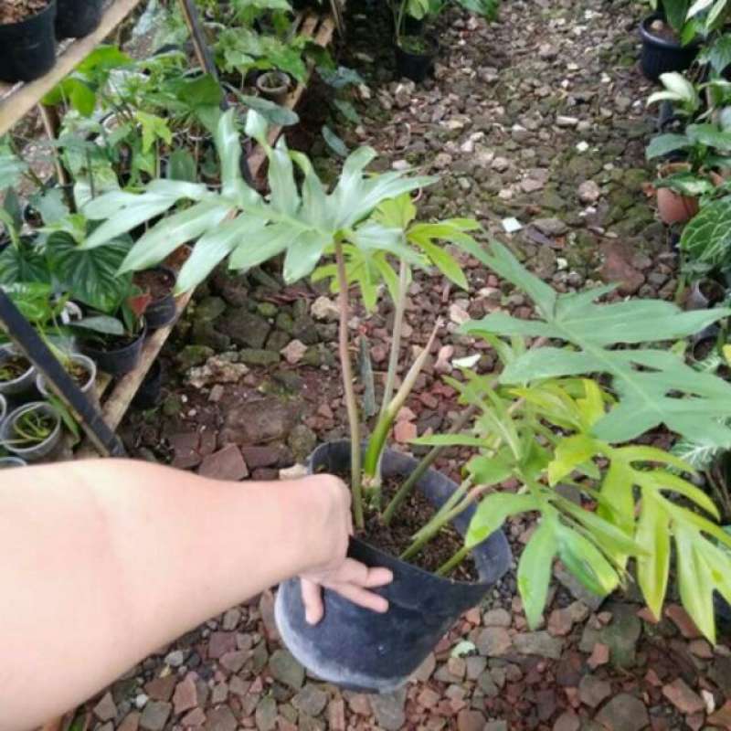 Jual Tanaman Monstera Mayoi Di Seller Flora Alam Lanscape - Flora Alam ...