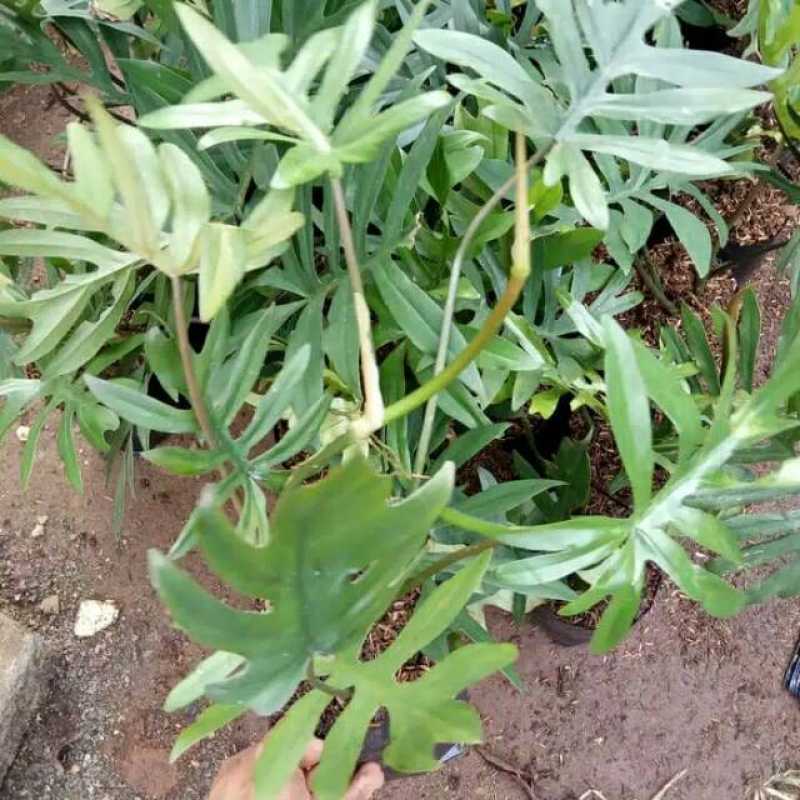 Jual Tanaman Monstera Mayoi Di Seller Flora Alam Lanscape - Flora Alam ...