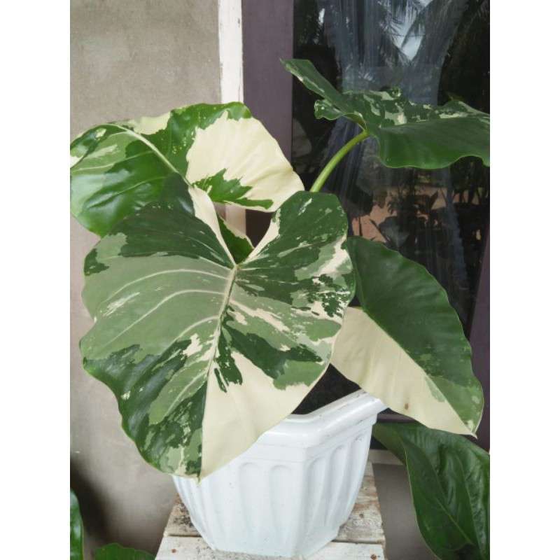 Jual tanaman hias sente varigata di Seller Green Story - Bangun Sari ...