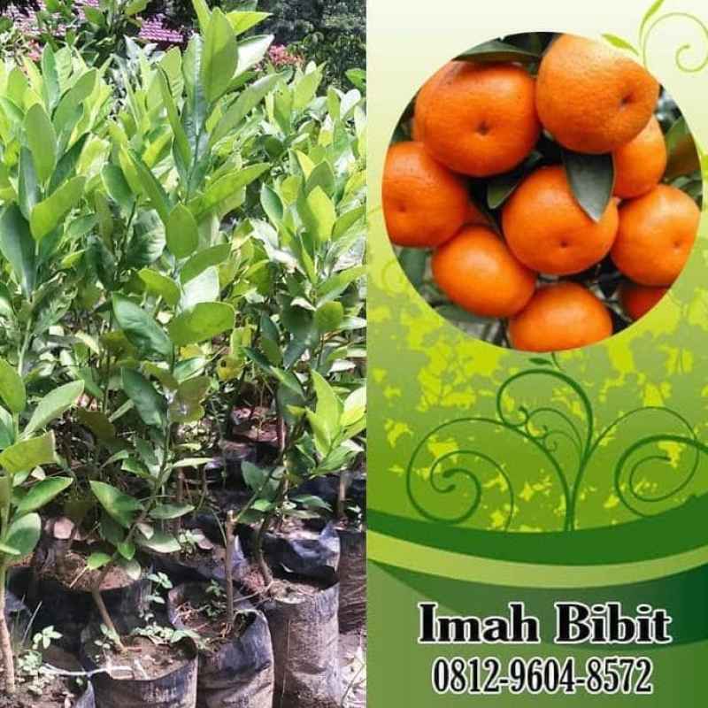 Jual Gsp Bibit Tanaman Buah Jeruk Santang Madu di Seller tani bibit ... Jual Gsp Bibit Tanaman Buah Jeruk Santang Madu di Seller tani bibit ...