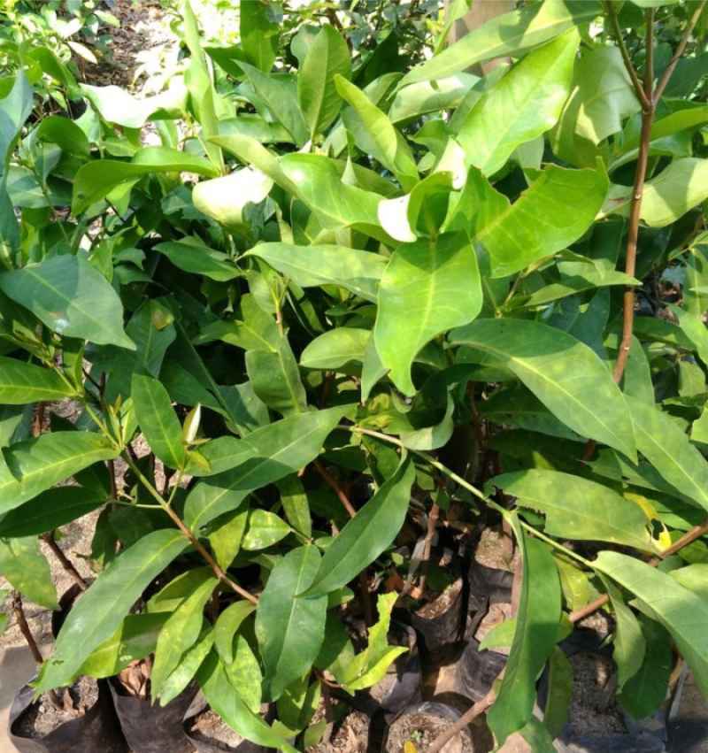 Jual Bibit Buah Tanaman Jambu Air-Jambu Citra di Seller agro tanaman ...