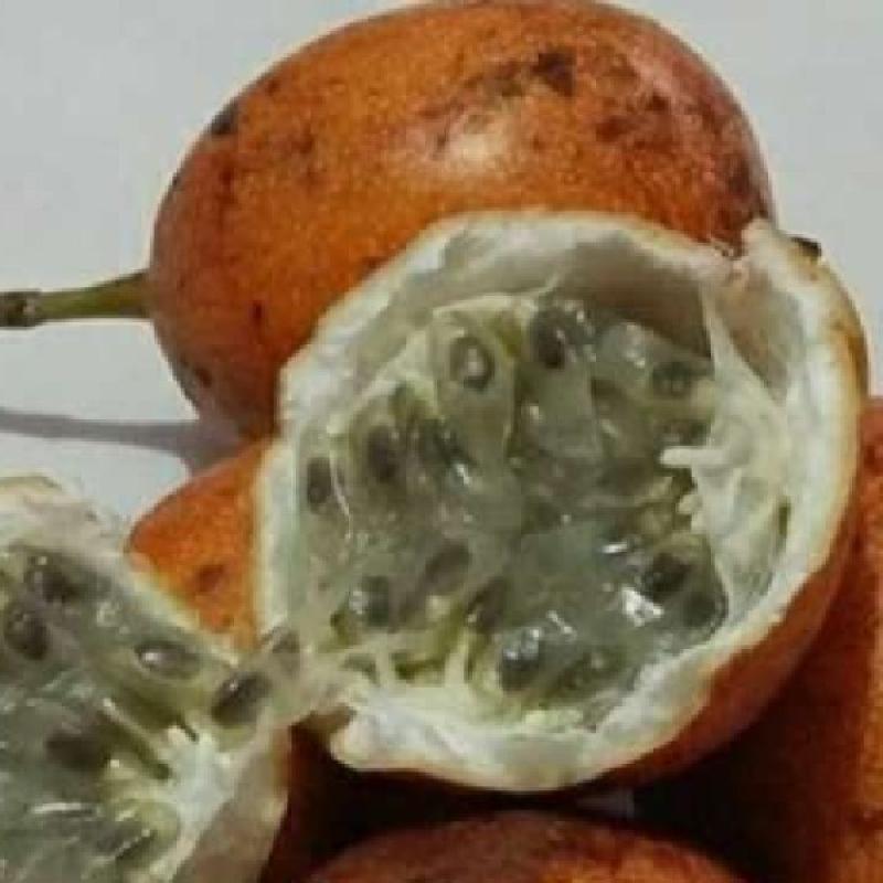 Jual bibit pohon markisa merah-tanaman buah markisa merah di Seller ...