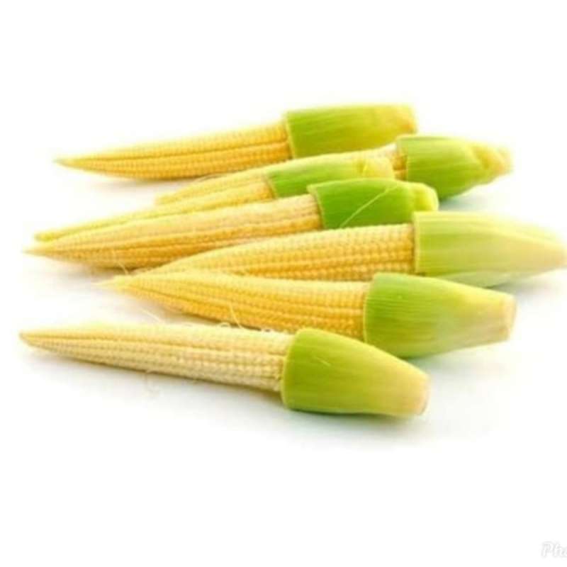 Jual Sayur Segar Jagung Muda/Acar/Putren / Baby Corn 100 gr / 1 kg di ...