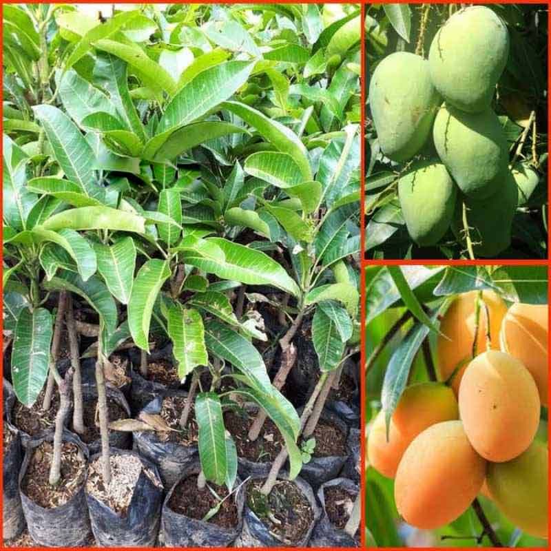 Jual Bibit Tanaman buah Mangga Madu Anggur unggul di Seller agro bibit ...