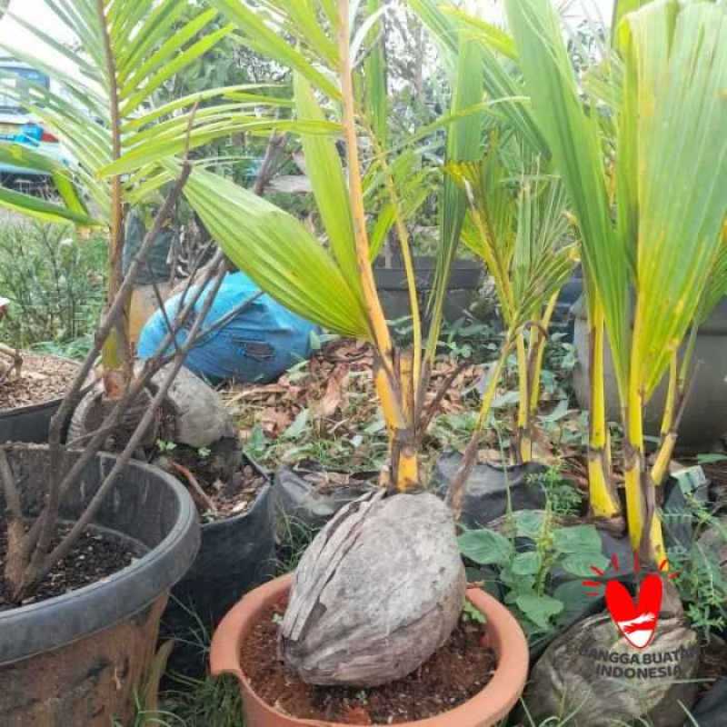 Jual pohon kelapa gading bibit di Seller tanijaya02 - Alang Alang ...