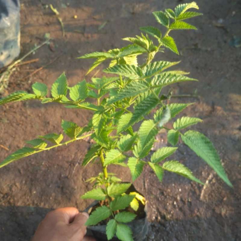 Jual Bibit Pohon Buah Raspberry Merah Tanaman Raspbery Arbei Rubus ...