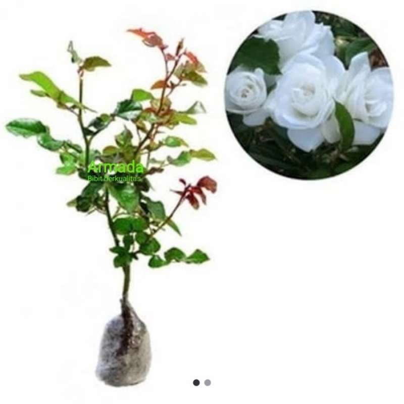 Jual Bibit Bunga Mawar Floribunda Putih 20 - 30 cm di Seller Bibit ...