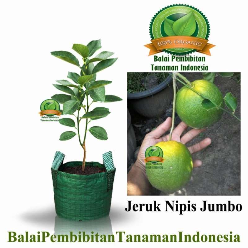 Jual bibit jeruk nipis jumbo / bibit buah / tanaman di Seller abella ... Jual bibit jeruk nipis jumbo / bibit buah / tanaman di Seller abella ...