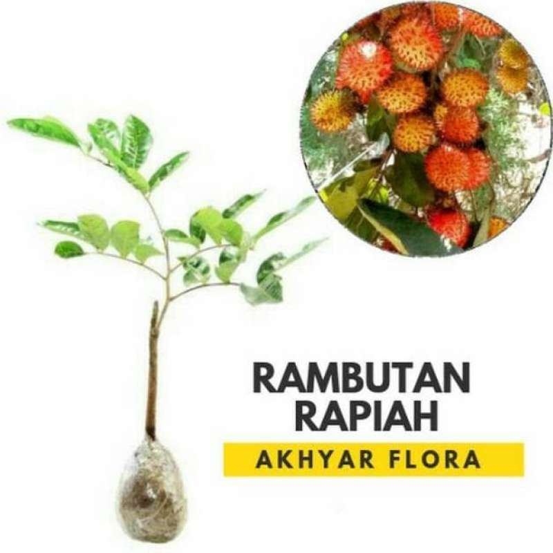 Jual Np@ Bibit Tanaman Buah Rambutan Rapiah di Seller abella agro ... Jual Np@ Bibit Tanaman Buah Rambutan Rapiah di Seller abella agro ...