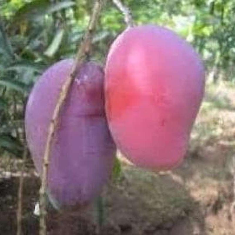 Jual Asli! Tanaman Bibit Buah Mangga Red Emperor Asli! di Seller Agro ...