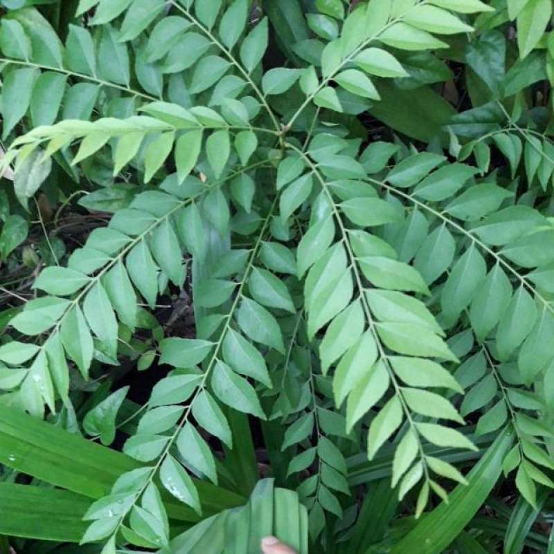 Jual Daun Kari Daun Salam Koja Temurui Segar Pertangkai di Seller ...