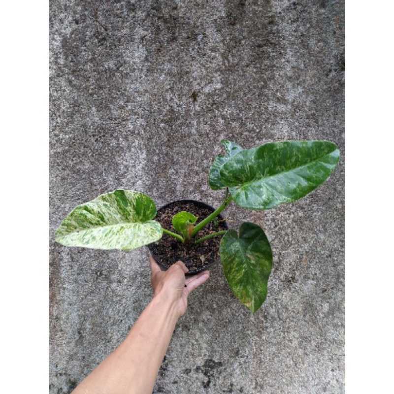 Promo Philodendron Giganteum Marble Variegata Tanaman Hias Diskon 5% di ...