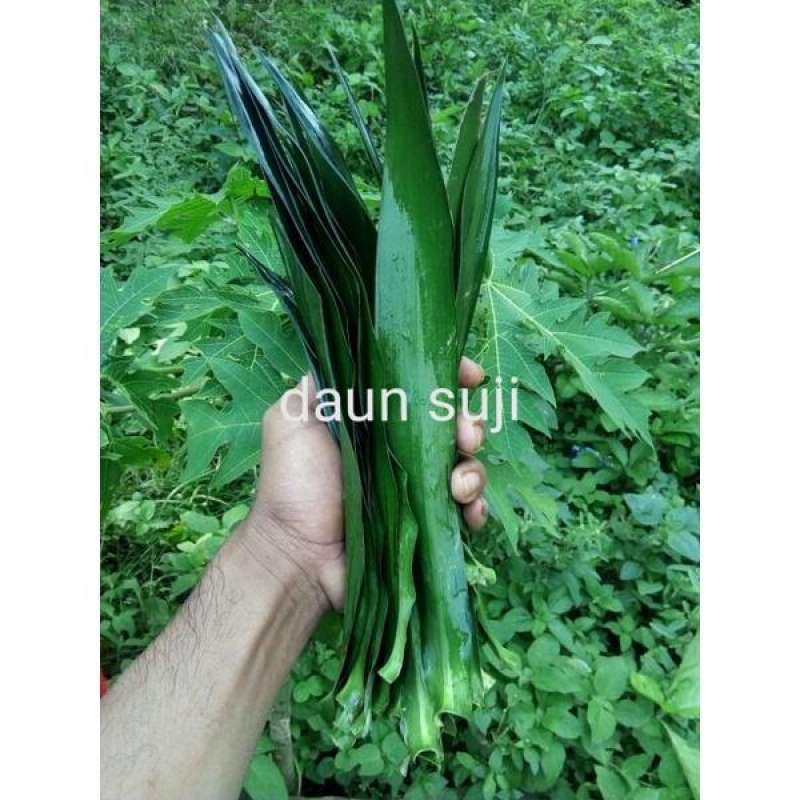 Jual Daun Suji / Pandan Suji Di Seller Ub Grosir - Jatiuwung, Kota ...