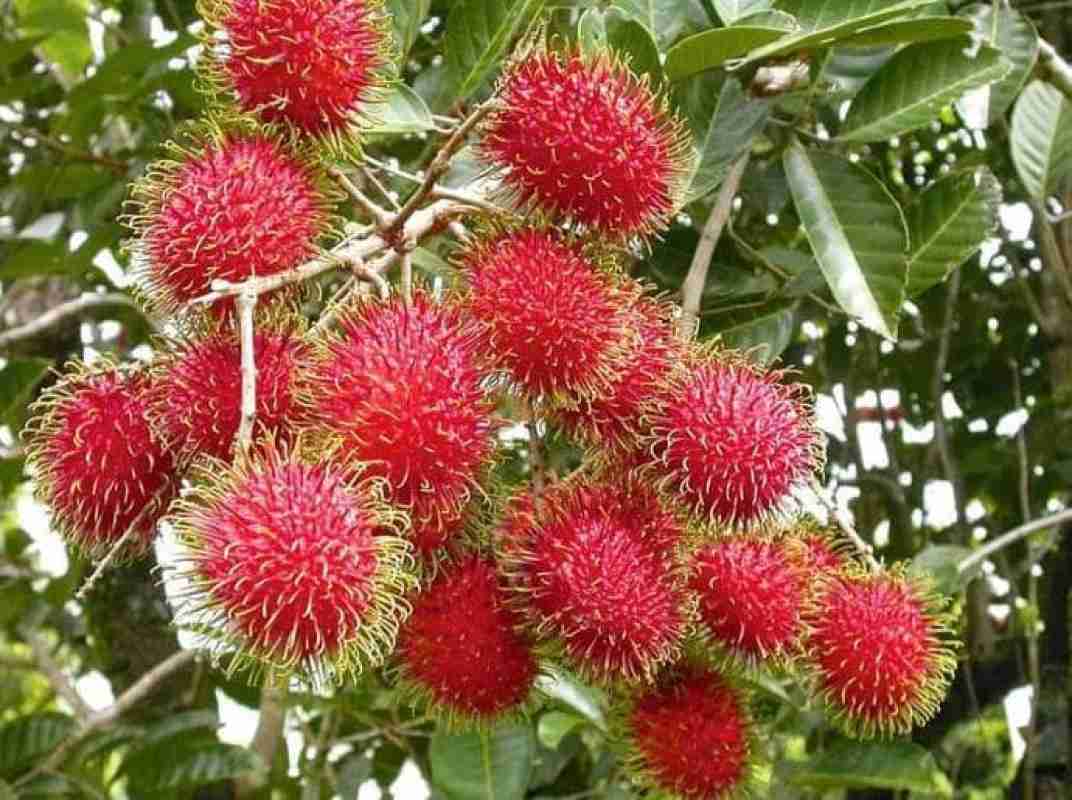 Jual A1 Bibit Tanaman Buah Rambutan Rapiah Unggulan! di Seller bibit ...