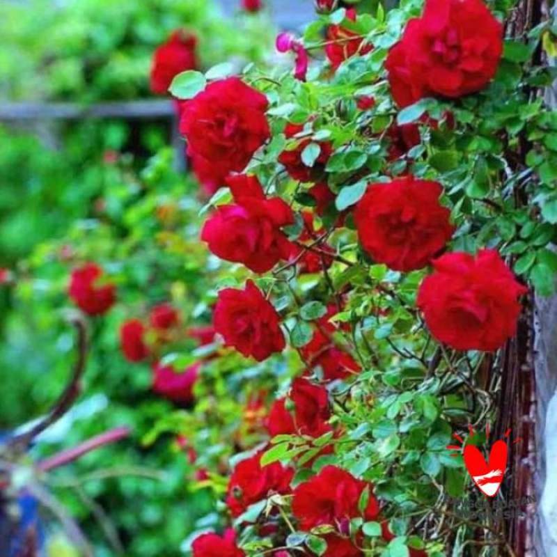 Jual Bibit Mawar Rambat Bunga mawar hidup Tanaman Merambat/Tanaman ...