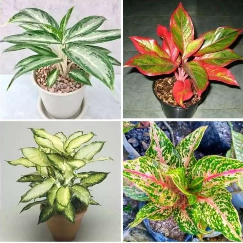 Jual 4 jenis tanaman aglonema di Seller Khara moto shop - Pengasinan ...