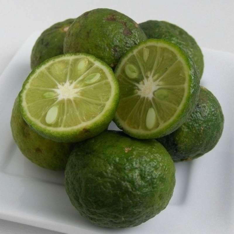 Jual Tanaman Buah - Pohon Jeruk Sambal Limau Limo | Citrus Amblycarpa ...