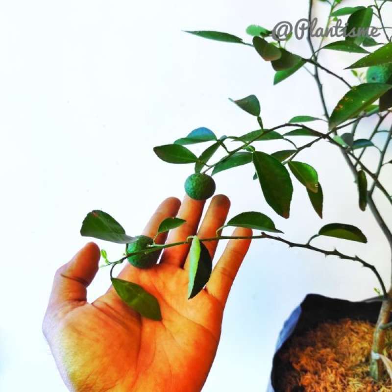 Jual Tanaman Buah - Pohon Jeruk Sambal Limau Limo | Citrus Amblycarpa ...