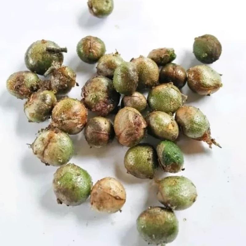 Jual ZPLANT Salam Koja Pohon Daun Kari Temuru Bibit Benih Tanaman di ...