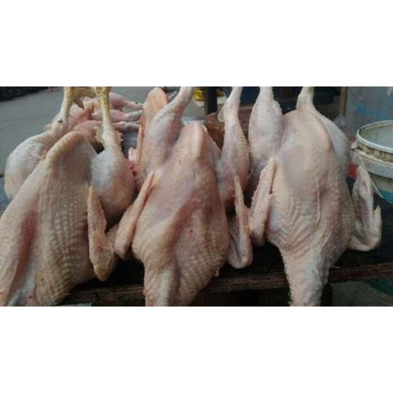 Promo AYAM AFKIR / AYAM PETELUR AFKIR / AYAM TUA KAMPUNG PER EKOR ...