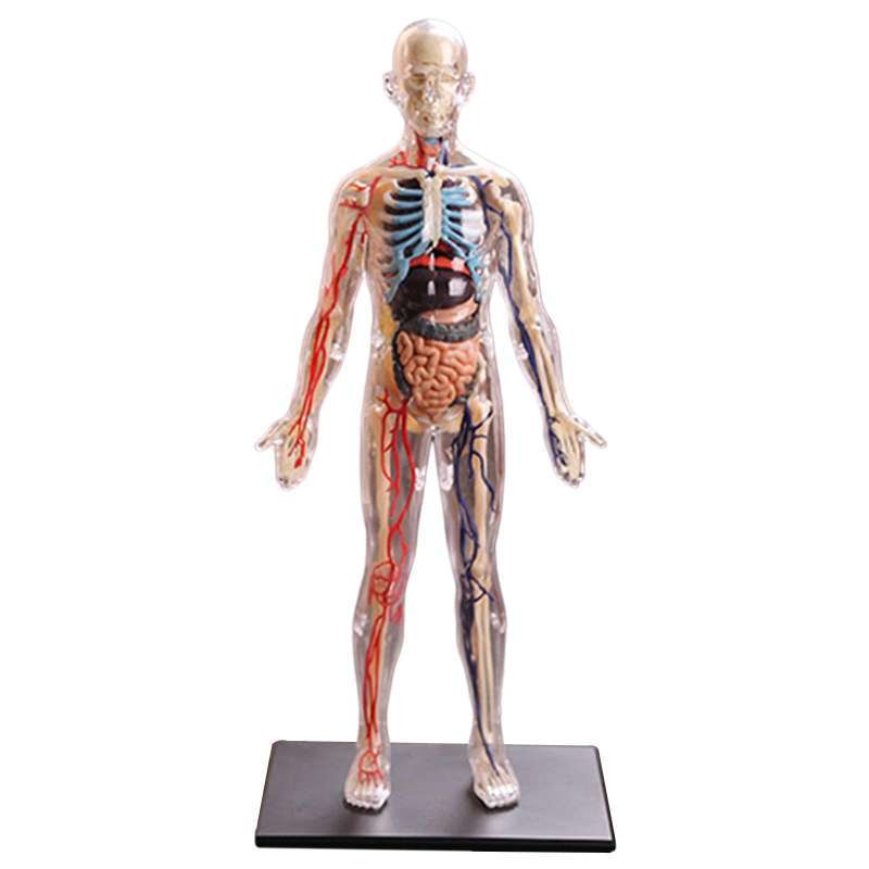 Jual 4D Assembled Human Body Removable Muscles, Organs and Bones Kids ...