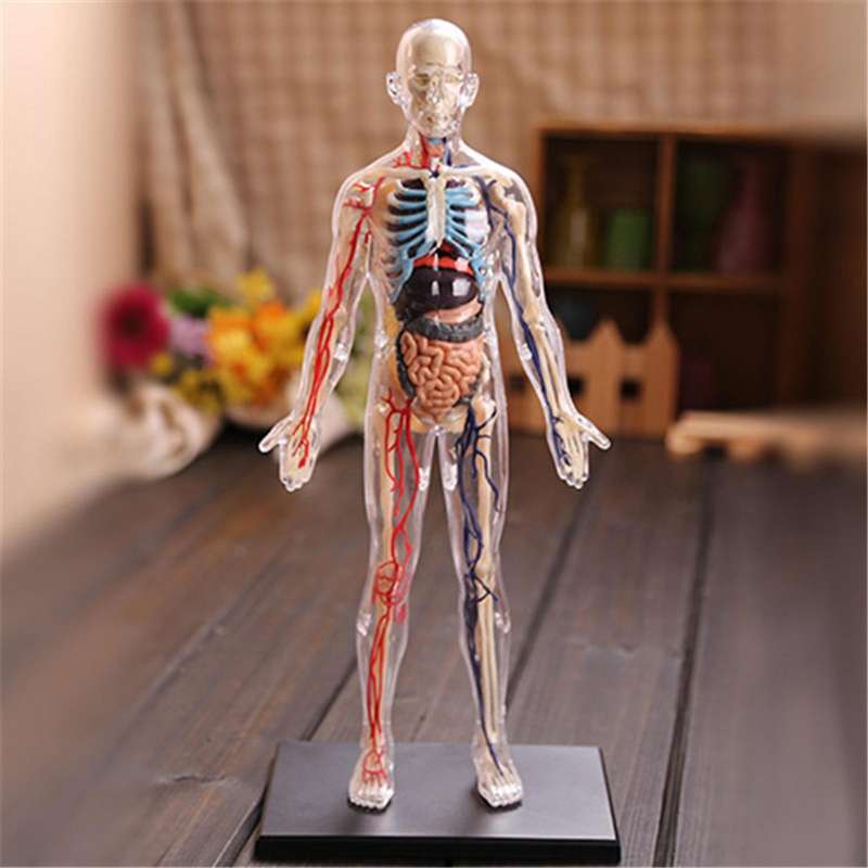 Jual 4D Assembled Human Body Removable Muscles, Organs and Bones Kids ...