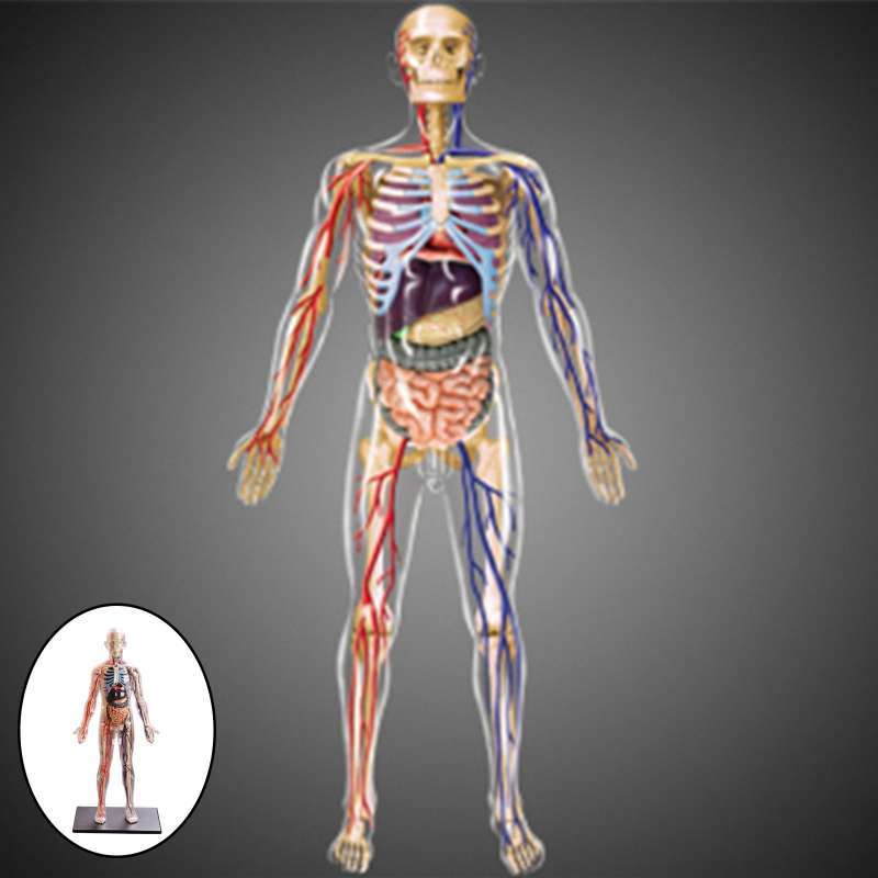 Jual 4D Assembled Human Body Removable Muscles, Organs and Bones Kids ...