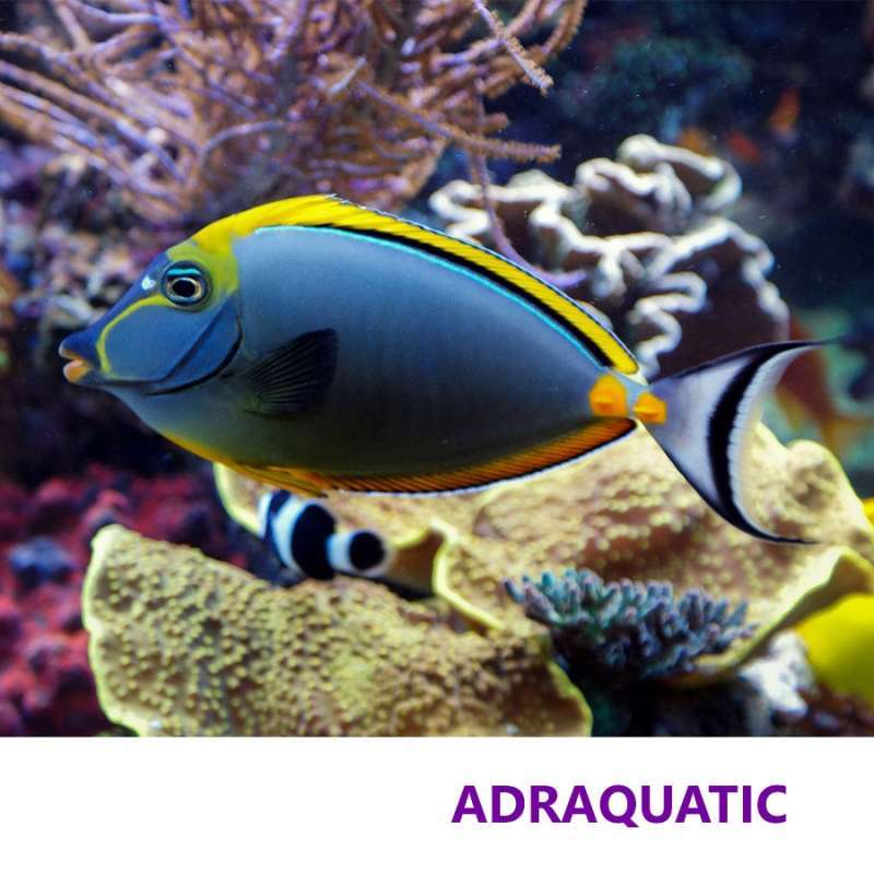 Jual Ikan Hias Air Laut Botana Naso Lituratus Unicornfish Unicorn Fish ...